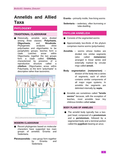 Phylum Annelida And Allied Taxa Pdf Biology