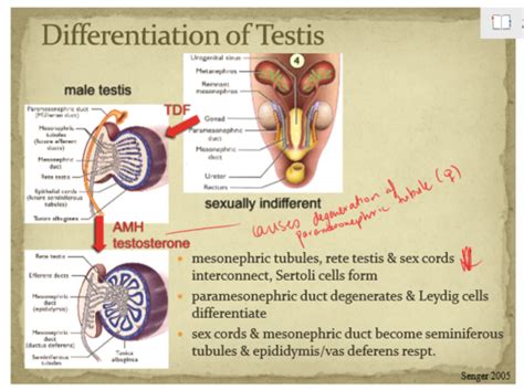 Reproductive Physiology Sex Determination And Hormones Flashcards