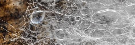 Cobweb Structure Stock Photos Images And Backgrounds For Free Download
