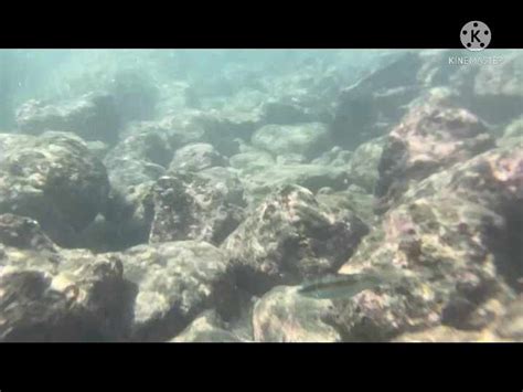 210919 제주 도리빨 스노쿨링 네이버 블로그