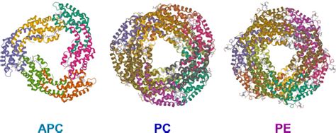 来自微藻的有价值的色素：藻胆蛋白、初级类胡萝卜素和岩藻黄质 Photochemical And Photobiological Sciences X Mol