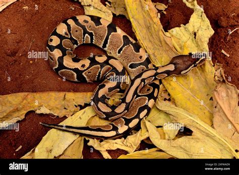 Python Regius Pythons Hi Res Stock Photography And Images Alamy