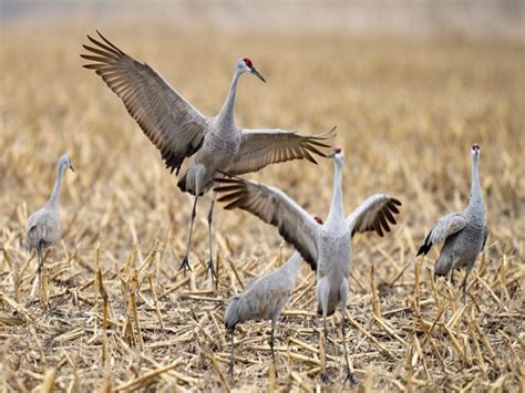 Platte River Valley Usa Bucket List
