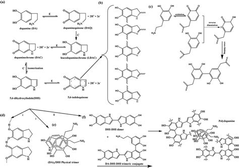 Self Polymerization Of Dopamine ¹⁷ Download Scientific Diagram