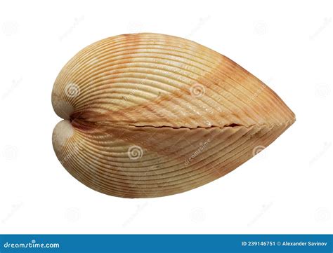 The Shell Of The Bivalve Marine Mollusk Vasticardium Elongatum Latin Name Left Side View