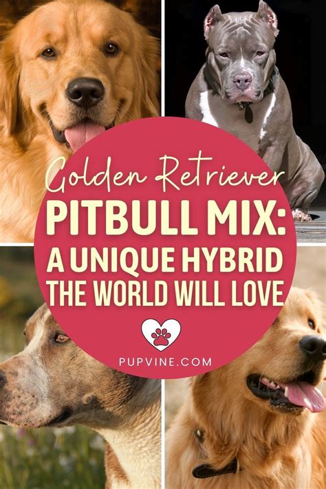 All About The Chihuahua Golden Retriever Mix Golden Chi With Pictures Artofit