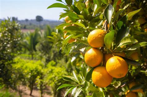 果园里的果树高清图片下载 正版图片600431675 摄图网