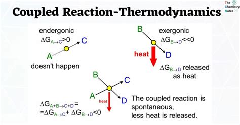 Coupled Reaction Thermodynamics Explanation Example
