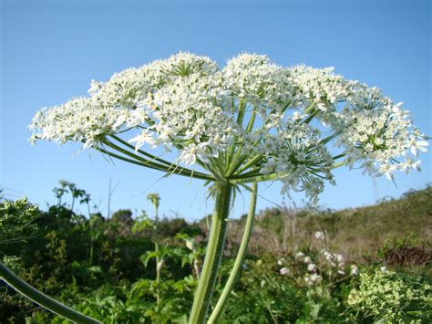 Leaves Of Plants Cow Parsnip