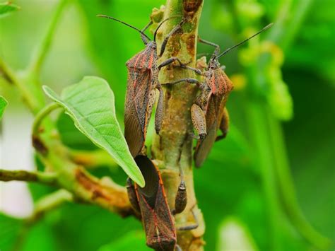 Premium Photo Coreid Bug