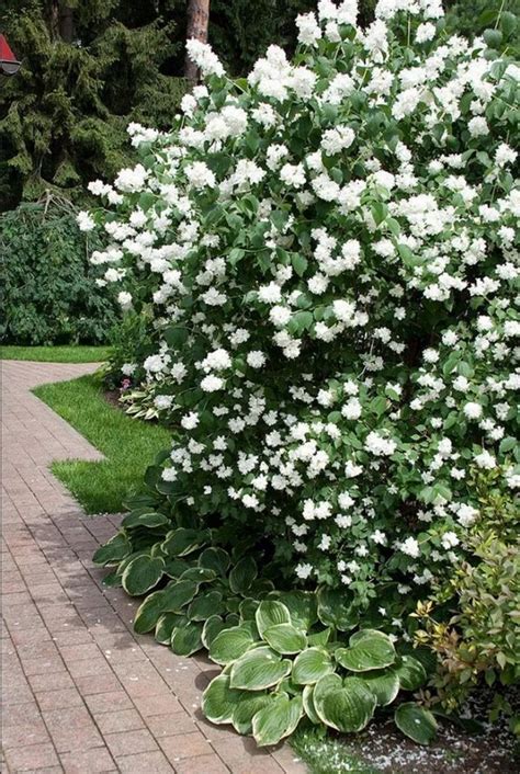 Jasmine In The Yard And Garden 33 Inspirational Ideas