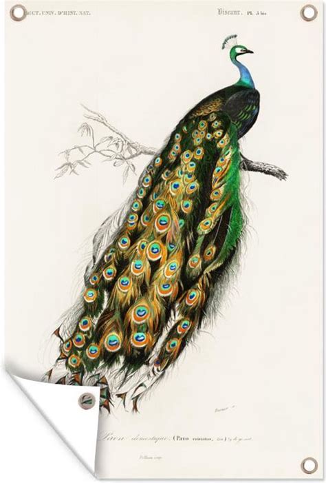 Décoration De Jardin Vogel Paon Vintage 40x60 Cm Affiche De