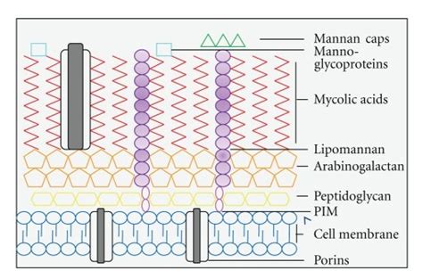Mycobacterium Leprae Diagram