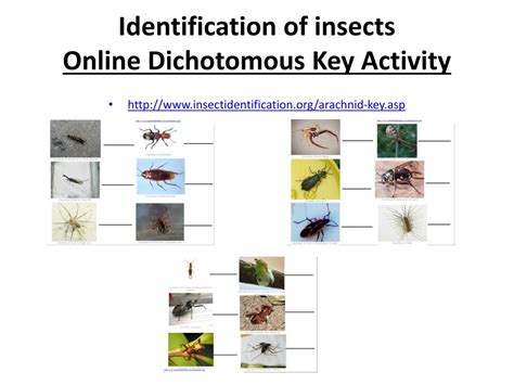 Ppt Dichotomous Keys Powerpoint Presentation Free Download Id 2741166