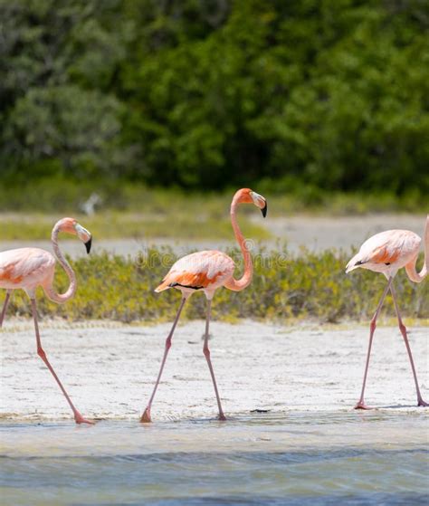 Wild Flamingos In The Caribbean Stock Image Image Of Beauty Bird