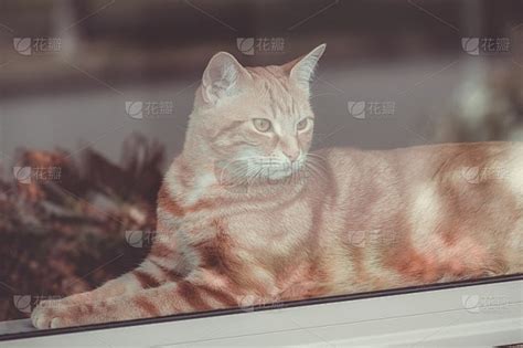 这是一只姜黄色的猫透过窗户往外看的特写