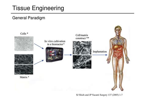 scaffold in tissue engineering ppt billomega