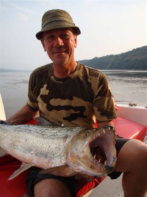 International Fishing News Congo A New Goliath Tigerfish Report
