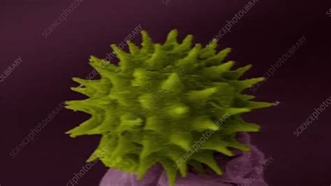 Pollen Sem Stock Video Clip K0054420 Science Photo Library