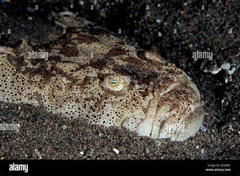 Reticulate Stargazer Uranoscopus Sp High Resolution Stock Photography