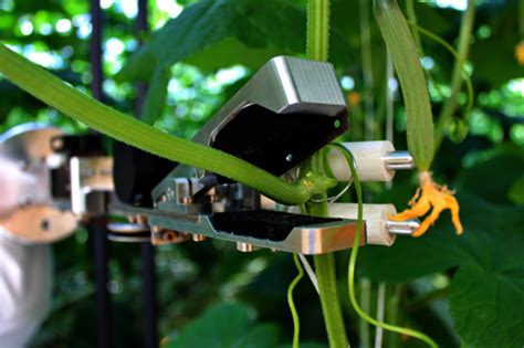 Pruning And Leaf Cutting