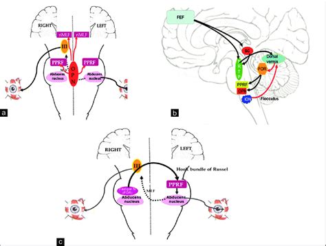 A Omnipause Neurons Shown As Opn B Saccadic Commands From The