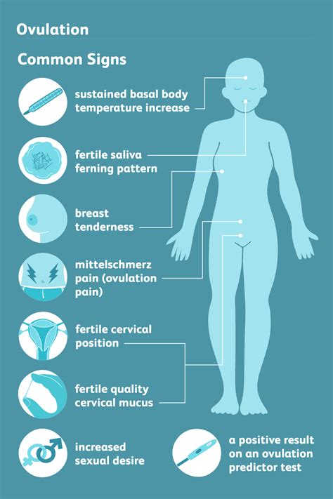 Cervix During Ovulation And Pregnancy