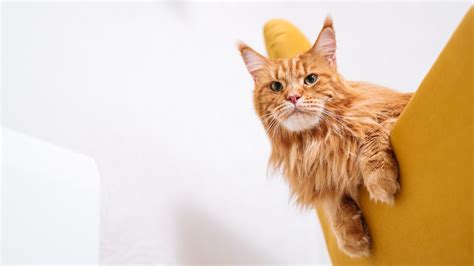 Rarest Maine Coon Colors Whats There To Know