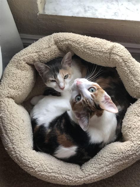 Hello R Calicokittys