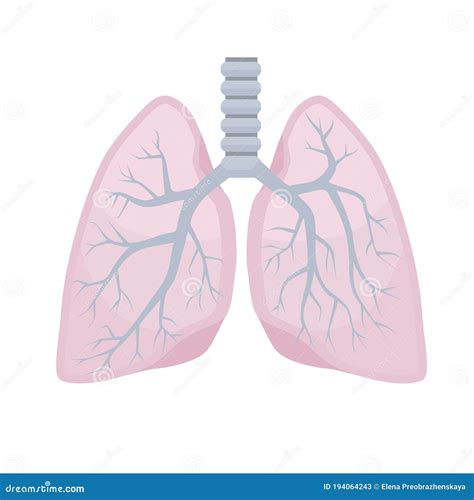 Human Lungs Anatomy Structure Of Internal Organs Vector Illustration