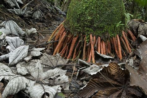 Prop Roots On Palm Stock Image F031 4385 Science Photo Library
