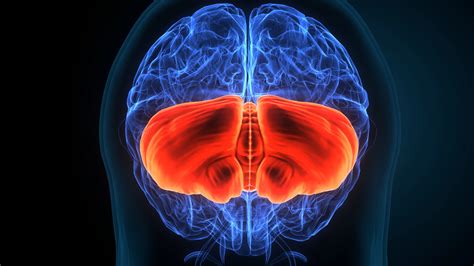 Brain Model Cerebellum
