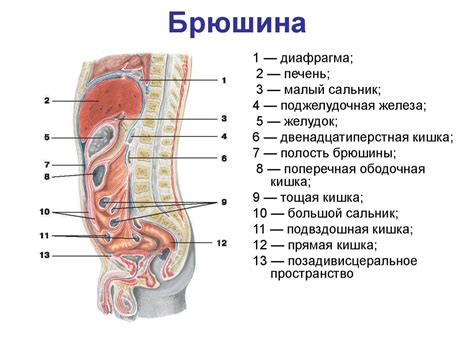 Анатомо физиологические особенности желудка тонкого и толстого