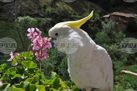 Приют за пернати домашни любимци е настанен в къща в родопското село Соколовци Утро