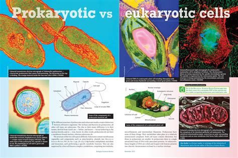 PDF Vs Eukaryotic Cells WordPress Com In Eukaryotes Linear Lengths Of DNA Are Coiled And