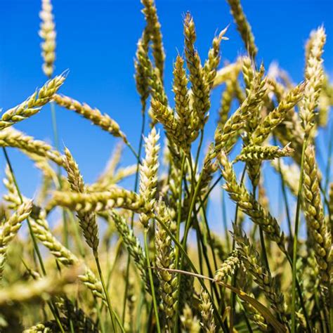 Wheat Plant Wheat2035 Integrating Pan Omics And Advanced