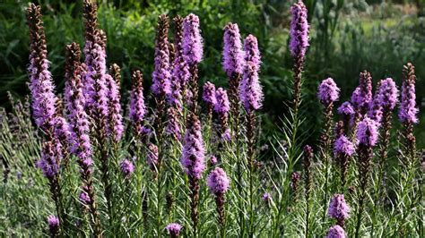 15 Perennials You Should Divide In Spring