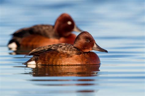 Ferruginous Duck Photo Id Guide Birdguides