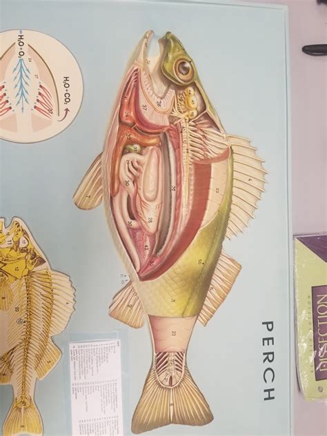 Lab Practical Diagram Quizlet