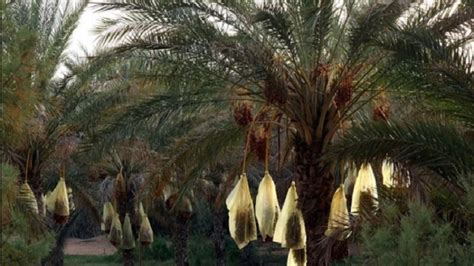 قبلي حملة تحسيسية في إطار مداواة مرض تيبس سعف النخيل جريدة الشروق