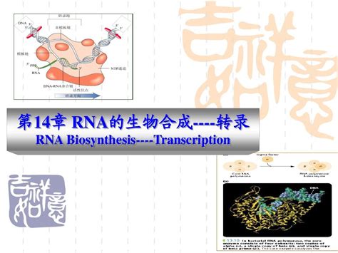 Rna的生物合成—转录 Word文档在线阅读与下载 无忧文档