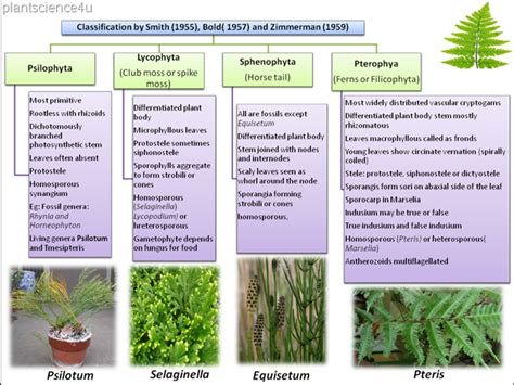 Classification Of Pteridophytes By Smith 1955 Bold 1957 And Zimmerman 1959
