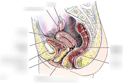 Midsagittal Section Through Female Pelvis Diagram Quizlet