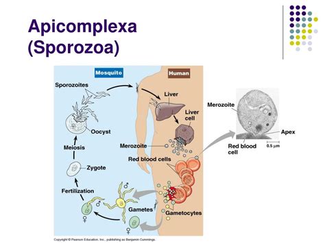 Ppt Chapter 28 Powerpoint Presentation Free Download Id3096706