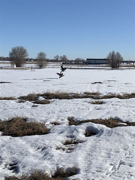 A Bald Eagle Attacking A Golden Eagle Today Outside Work Album On