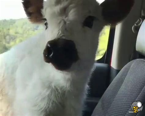 بچه گاو سفید بسیار زیبا 😍😊 فیلو