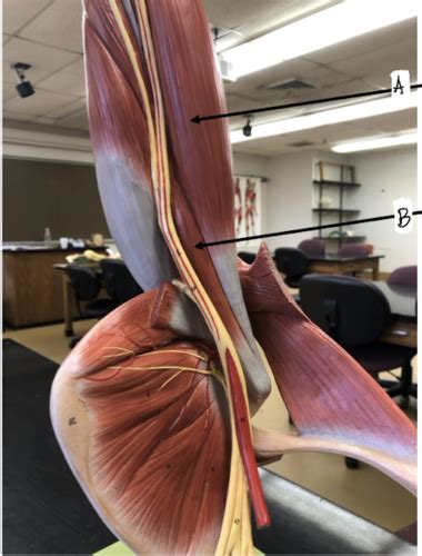 Biol 221 Muscles Part 2 Flashcards Quizlet