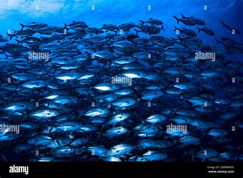 Ecosistema Oceanico Profondo Immagini E Fotografie Stock Ad Alta