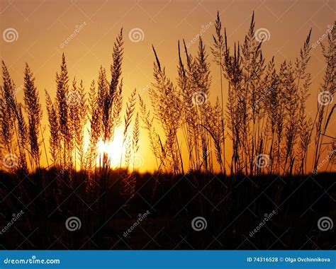 Tuft Of Grass On Road Stock Image 99843973