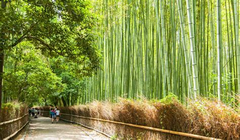 Wander Through Kyotos Iconic Bamboo Forest Japan Cheapo